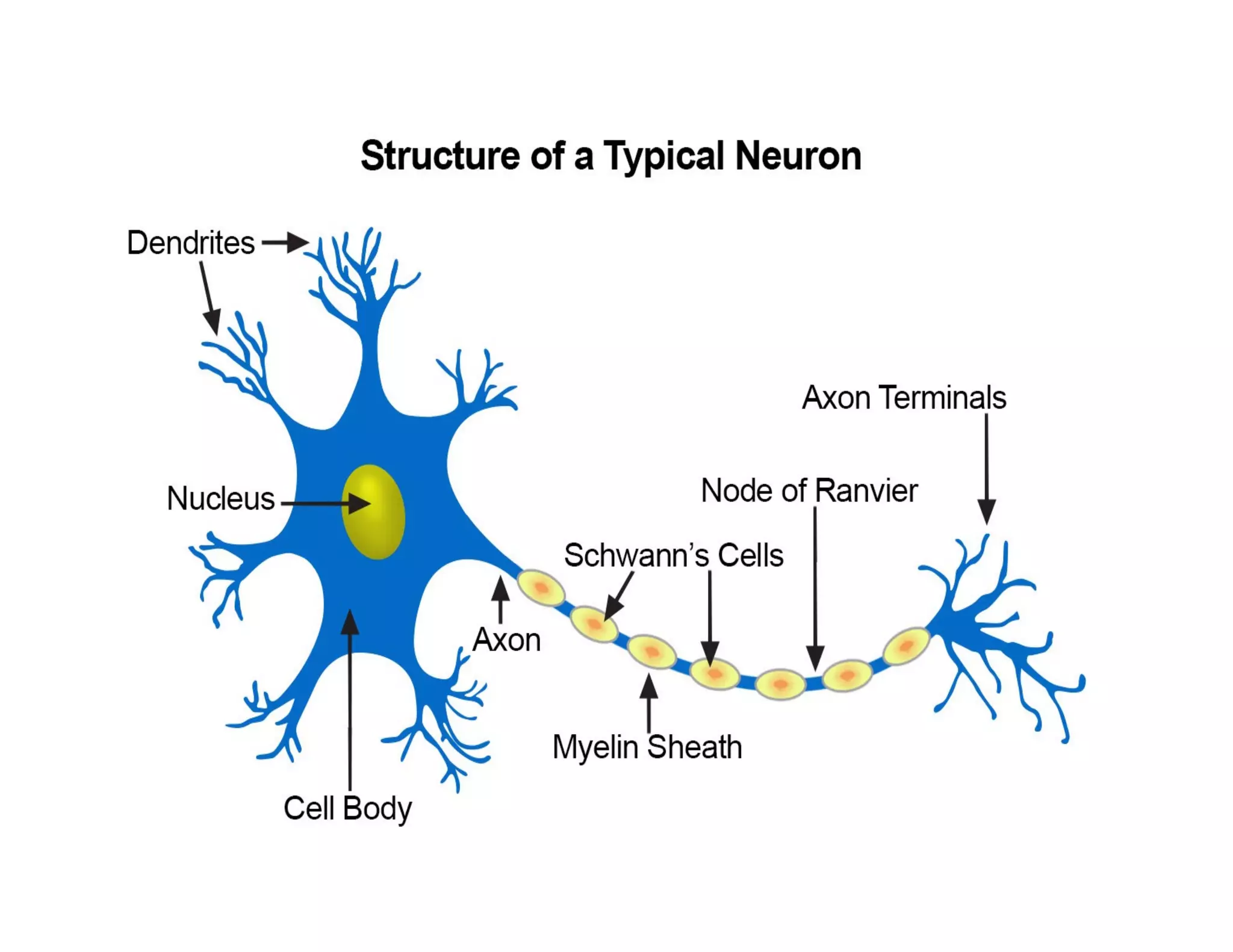 Autoimmune nervous system disorders | PDF
