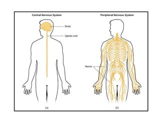 Autoimmune nervous system disorders | PDF | Brain and Nervous System ...