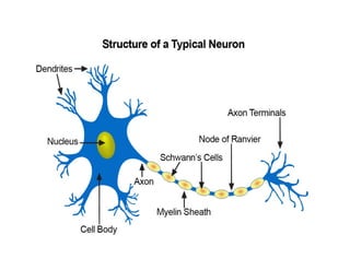 Autoimmune nervous system disorders | PDF | Brain and Nervous System ...