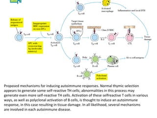 Autoimmunity | PPT