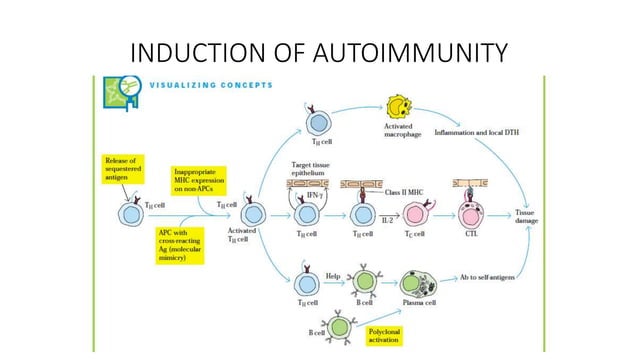 Autoimmunity | PPT