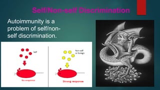 Autoimmunity by Dr. Rakesh Prasad Sah | PPT