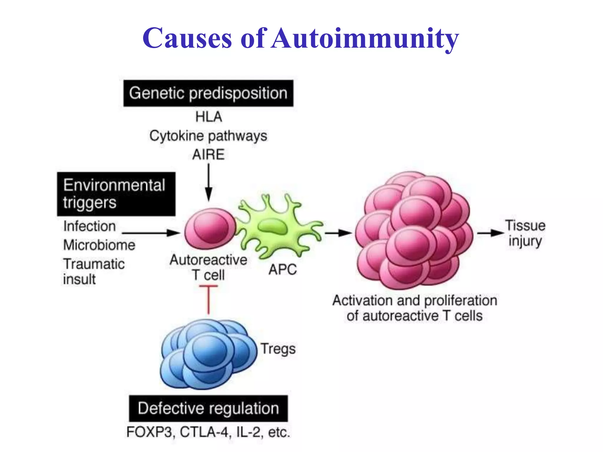Autoimmunity and Tolerance | PPTX