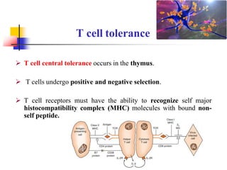Autoimmunity and Tolerance | PPTX | Biological Sciences | Science