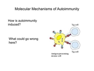 Autoimmunity.ppt