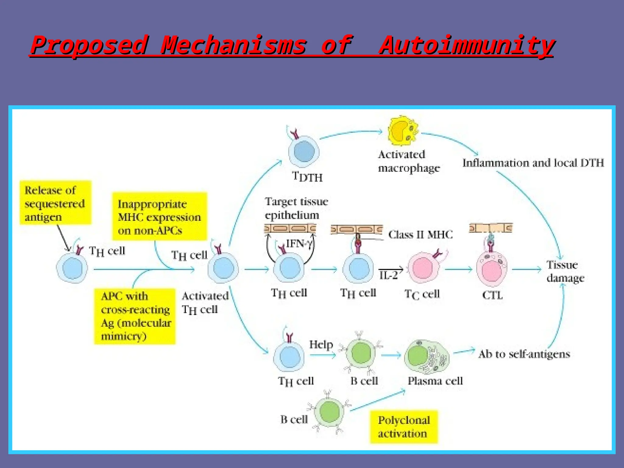 mecanismos de autoinmunidad para sesión de inmunología | PPT