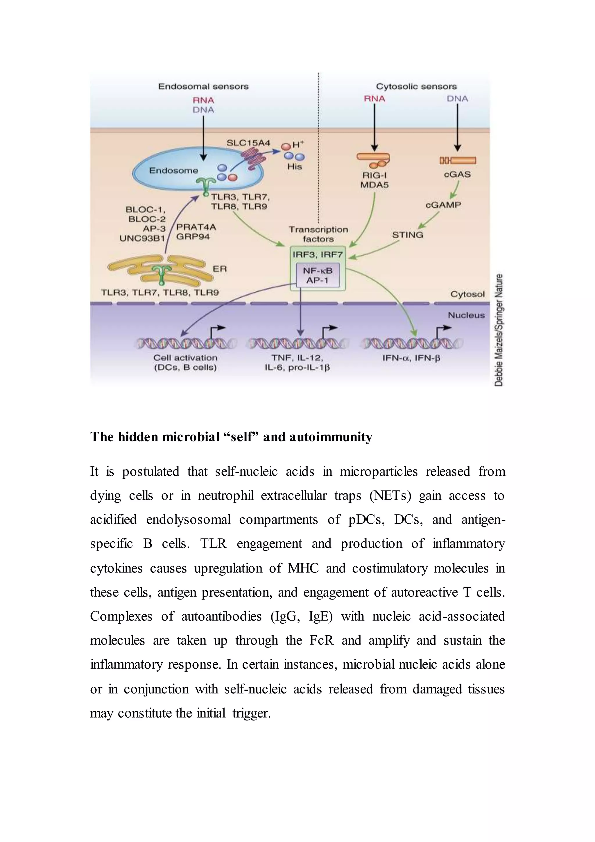 Autoimmunity and autoimmune diseases | DOCX