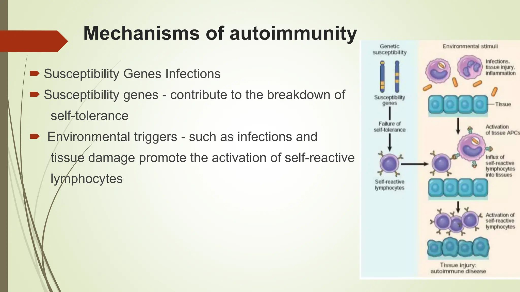 AUTOIMMUNITY PPT.pptx pathogenesis, tolerance | PPTX