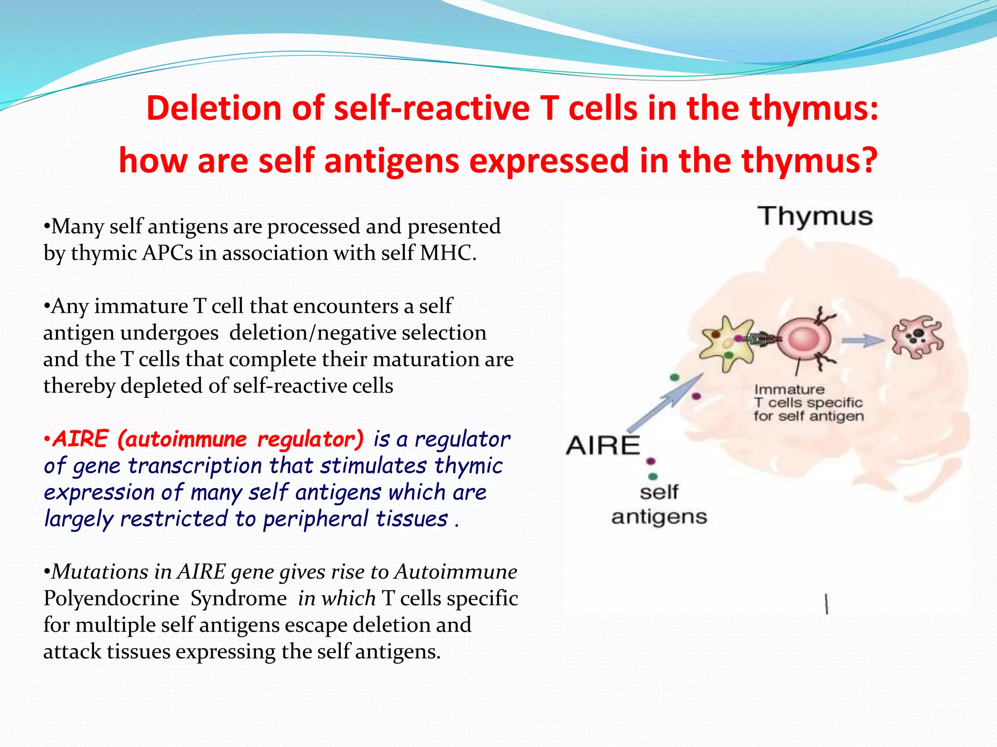 Autoimmunity | PPTX
