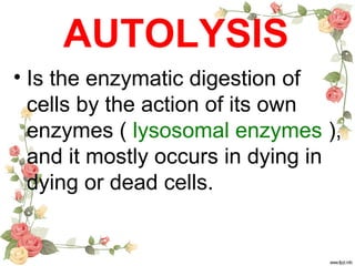 Autolysis pathology ppt | PPT