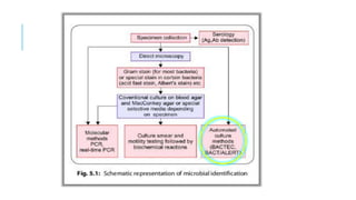 Automated system for bacterial identification | PPTX