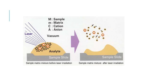 Automated system for bacterial identification | PPTX