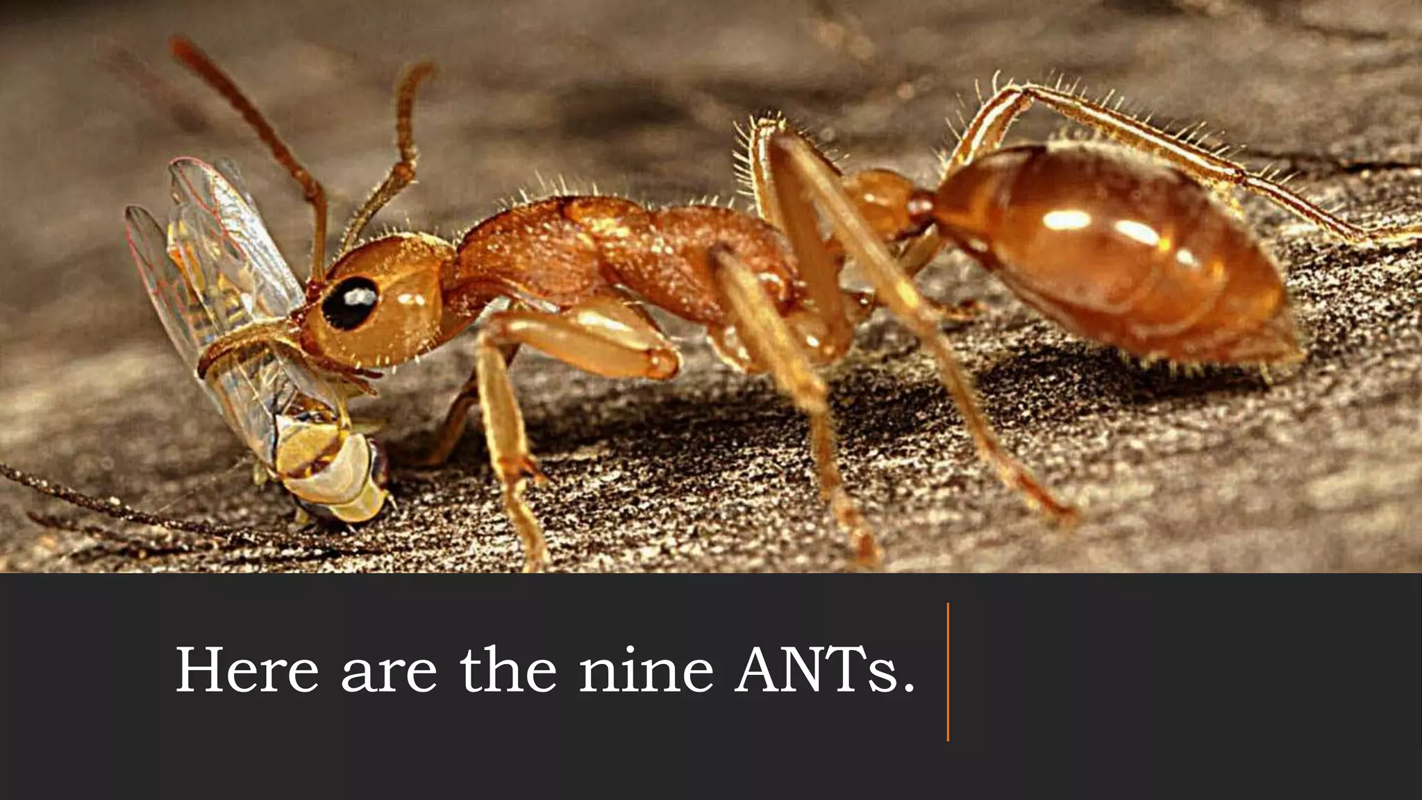 Automatic negative thoughts (ANTs) | PPTX