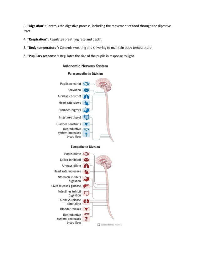 Automatic nervous system.docx by Pavithra .d asrhmc | PDF