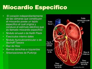 automatismo-cardiaco-2 (1).ppt
