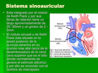 automatismo-cardiaco-2 (1).ppt