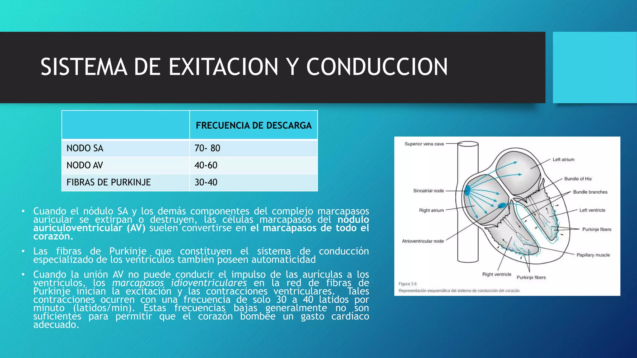 AUTOMATISMO CARDIACO.pptx