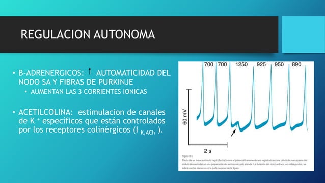 AUTOMATISMO CARDIACO.pptx