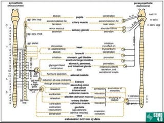 autonomic-dysfunction causes and its clinical features.ppt