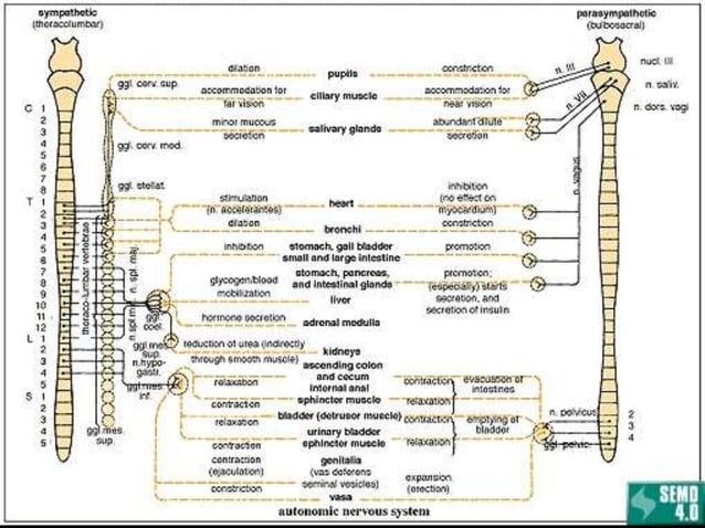autonomic-dysfunction causes and its clinical features.ppt