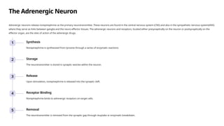 Autonomic-Nervous-System-Adrenergic-Agonists.pptx