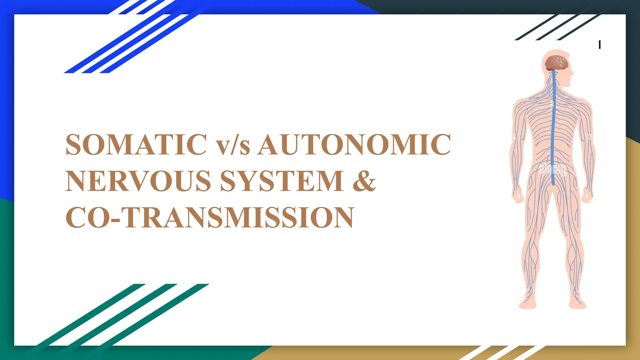 Autonomic and somatic nervous system presentation | PDF