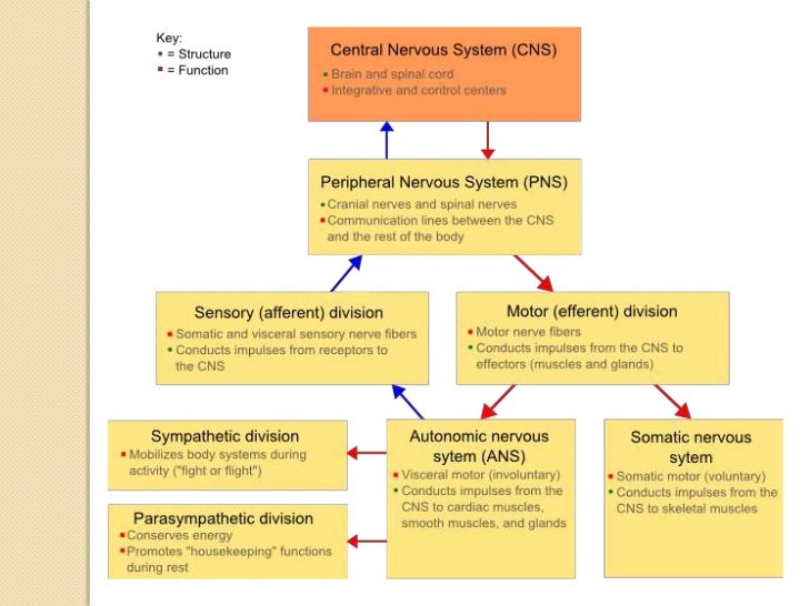 Autonomic drugs