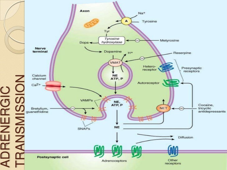 Autonomic drugs