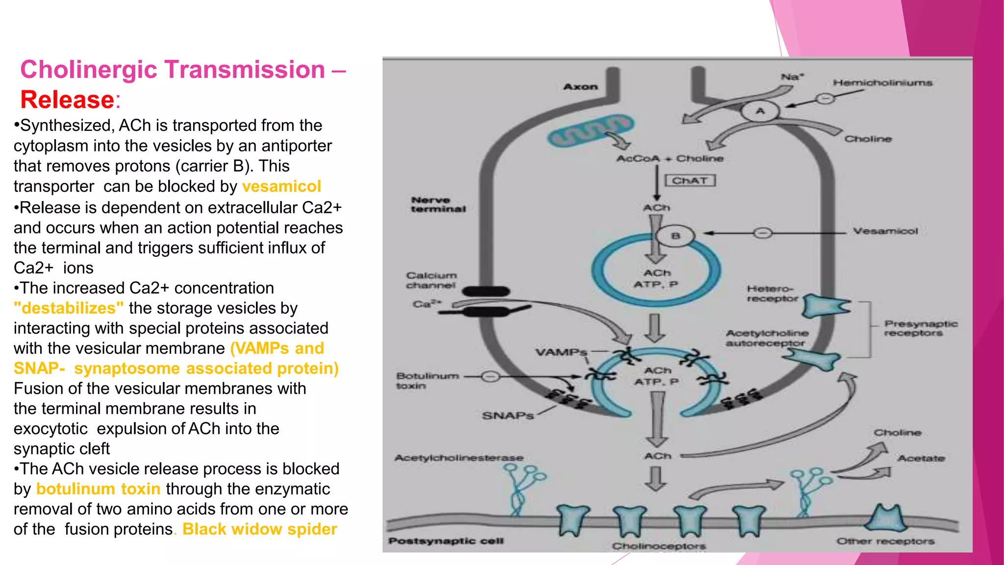 autonomic drugs ANS Lec 1.pptx