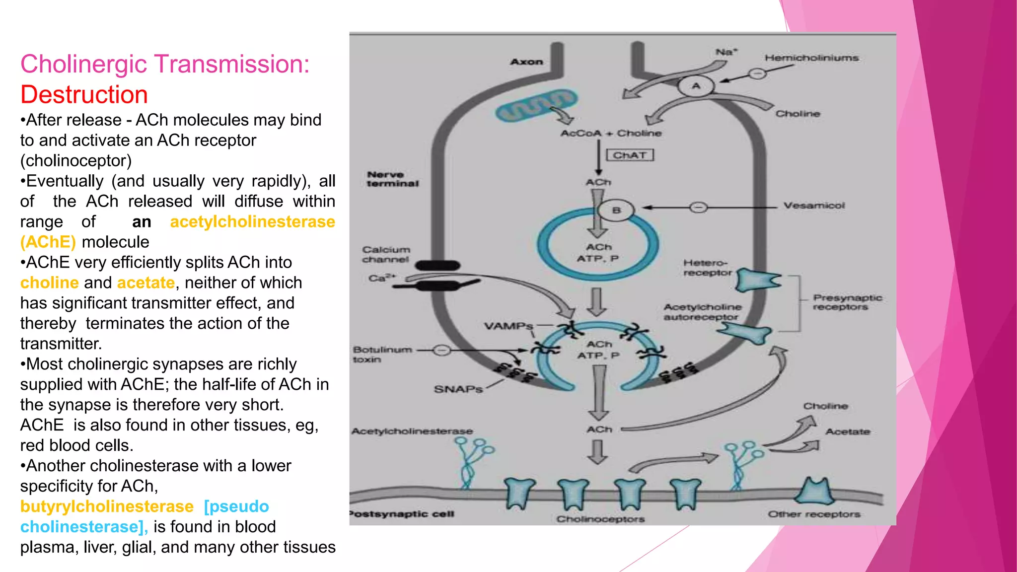 autonomic drugs ANS Lec 1.pptx