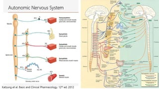 autonomic drugs ANS Lec 1.pptx