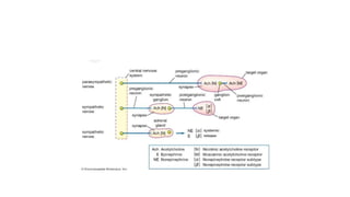 Autonomic Dysfunction.pptx