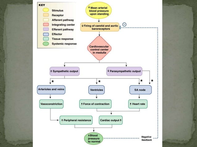 Autonomic Function Testing Ppt