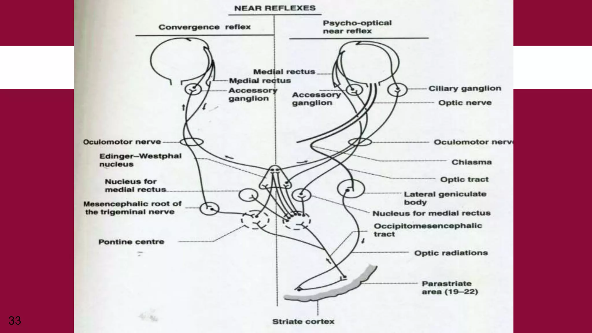 Autonomic innervation of ocular strucures and Pupillary reflexes | PPTX ...