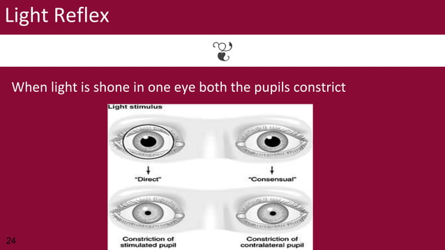 Autonomic innervation of ocular strucures and Pupillary reflexes | PPT