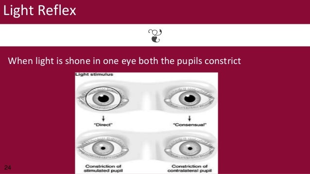 Autonomic innervation of ocular strucures and Pupillary reflexes