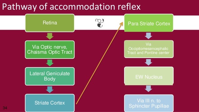 Autonomic innervation of ocular strucures and Pupillary reflexes
