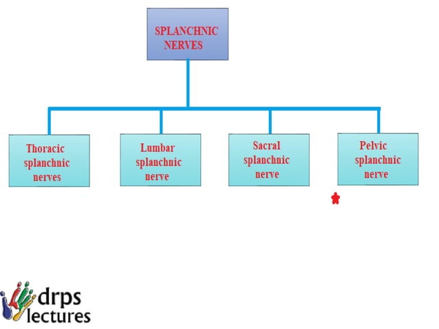 Autonomic nerves system | PPT
