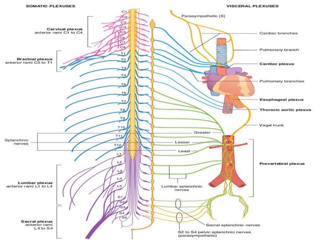 Autonomic nerves system | PPT