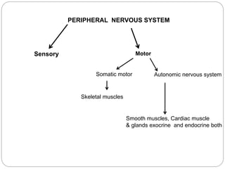 Autonomic nervous | PPTX | Brain and Nervous System Disorders ...