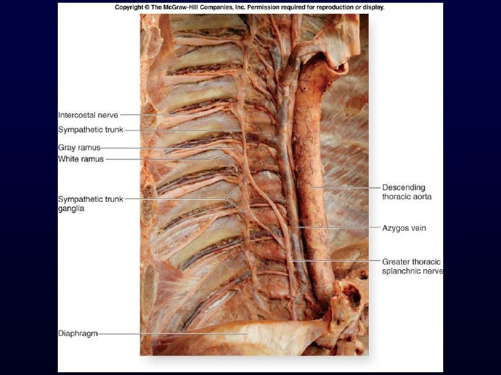 Autonomic Nervous System