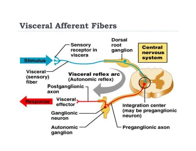 Autonomic nervous system ( by Dr. Takele Beyene,DVM,MSc,@AAU) | PPT