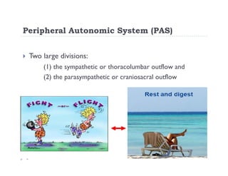 Autonomic nervous system ( by Dr. Takele Beyene,DVM,MSc,@AAU) | PDF