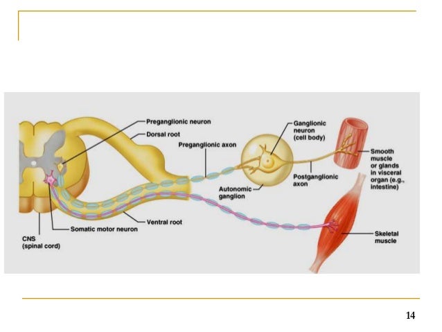 Autonomic nervous system