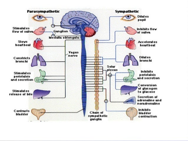 Cholinergic Agonists