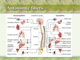 Pharmacology of the Autonomic nervous system | PPT