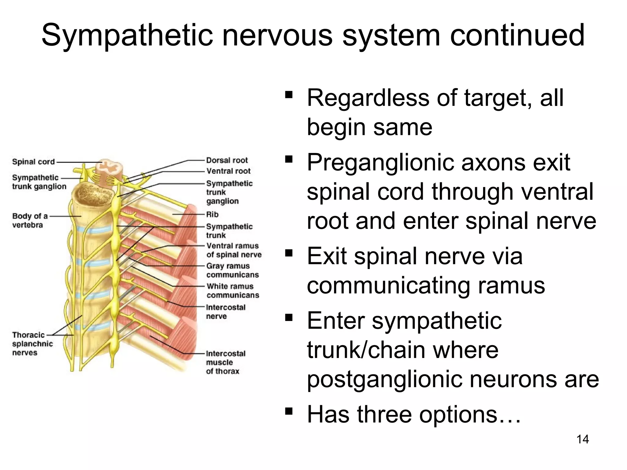 Autonomic nervous system | PPT