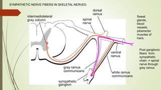 Autonomic nervous system | PPT
