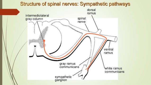 Autonomic nervous system