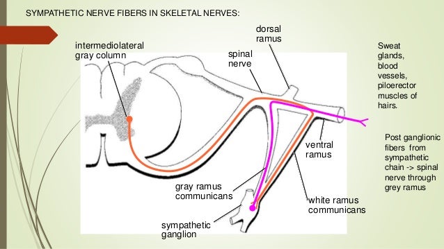 Autonomic nervous system
